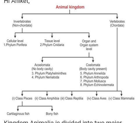 What Is Animal Classification Based On At Ethan Spedding Blog