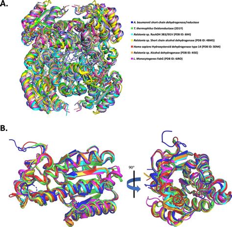 Superimposed Structure Of The A Baumannii SDR And Six Structurally Download Scientific Diagram