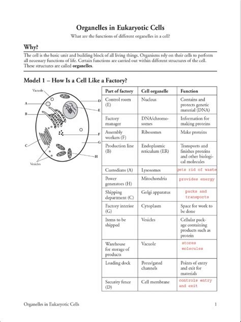 Organelles In Eukaryotic Cells Pdf Cell Anatomy Cell Biology