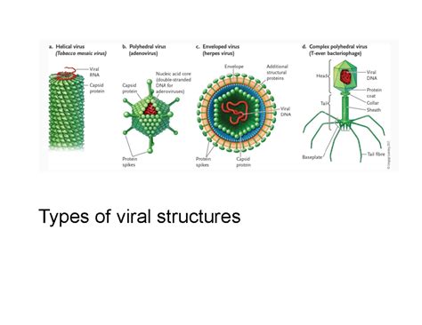 Virus Structures A Helical Virus B Polyhedral Virus C Enveloped