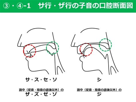 日本語発音記号口腔断面図 音声学 口腔断面図 イラスト 口腔断面図 日本語教育能力検定試験の過去問解説 Nxfjo
