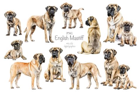Mastiff Dog Breeds