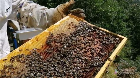 Зазимяване на пчелно семейство ДБ12 Youtube
