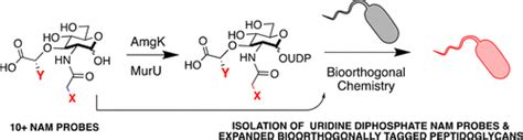 功能化 N 乙酰胞壁酸的合成以探测细菌细胞壁回收和生物合成journal Of The American Chemical Society