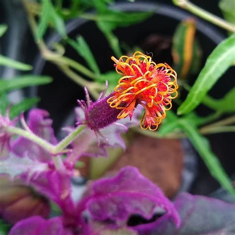 Gynura Aurantiaca Purple Passion Purple Passion Plant In Gardentags