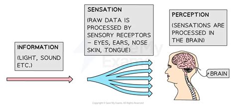 Sensation And Perception Gcse Psychology Revision Notes