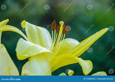 Yellow Lily Blossomed On The Flower Bed Stock Image Image Of Pollen