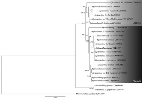 maximum likelihood ml tree based on 16s rdna numbers on nodes
