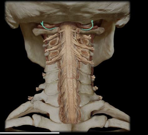 Week Lab Practical Flashcards Quizlet Week Lab Practical Flashcards Quizlet