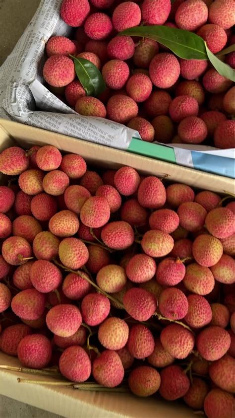 เ เซฟตี้ สตรอเบอรี่ จำหน่ายสตรอเบอรี่ดอยบ่อแก้ว เชียงใหม่