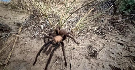 Tarantula Mating Season Becomes A Spectacle Blue News