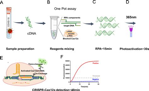 A Photocontrolled One Pot Isothermal Amplification And Crispr Cas12a Assay For Rapid Detection