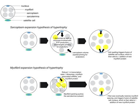 Muscle Hypertrophy Theory To Application