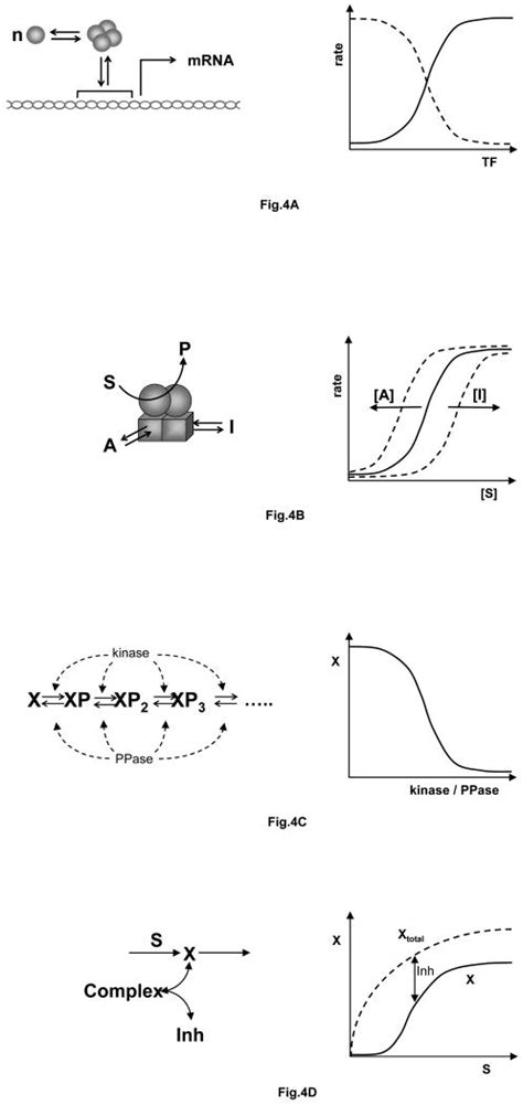 Design Principles Of Biochemical Oscillators Abstract Europe Pmc
