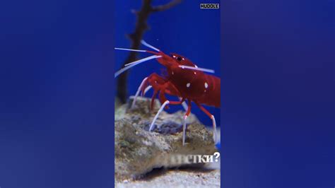 Где находится сердце креветки Youtube