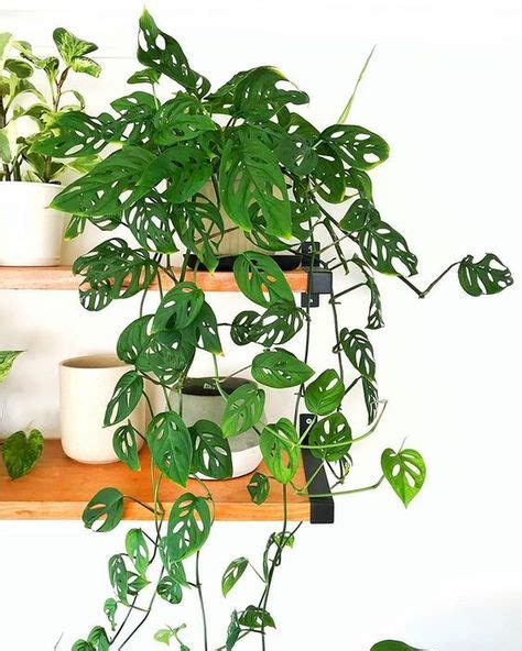 Эстетичный фон с растением монстерой на светлом фоне · Обои на телефон по ссылке в 2025 г Обои