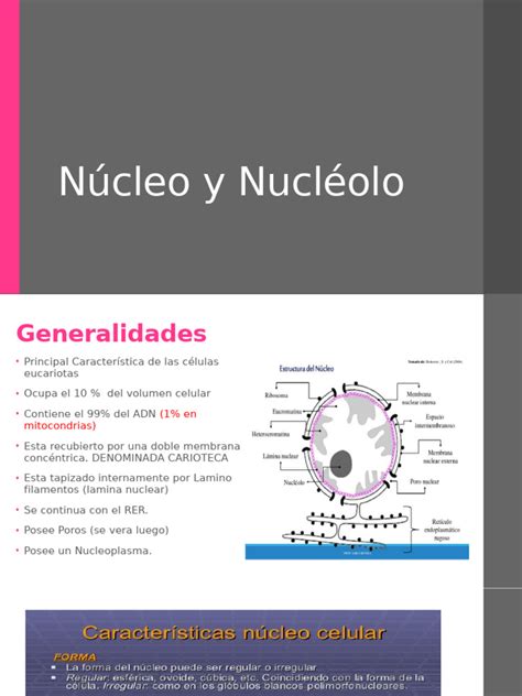 Estructura Y Función Del Núcleo Celular Pdf Nucleo Celular Cromatina