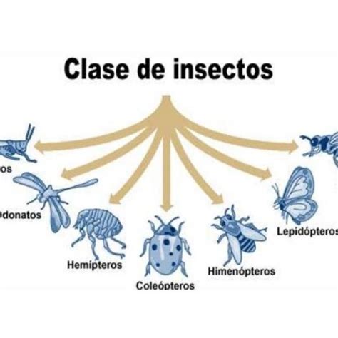 Insectos Características Y Nombres De Los Diferentes Tipos Mascotas