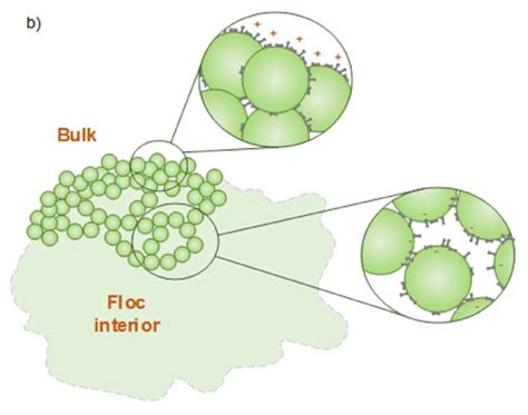 A Possible Intercellular Cncc Mediated Attachment As A Function Of The
