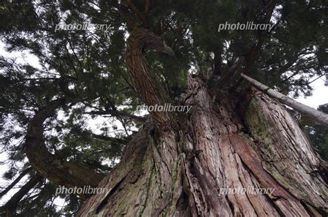 小貫諏訪社の大杉 写真素材 4068614 フォトライブラリー photolibrary