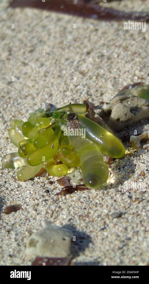 Jelly Blobs Hi Res Stock Photography And Images Alamy