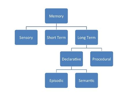 Cognitive Processes Memory