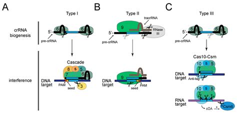 The Three Main Crispr Cas Types That Have Been Successfully Used To Download Scientific Diagram