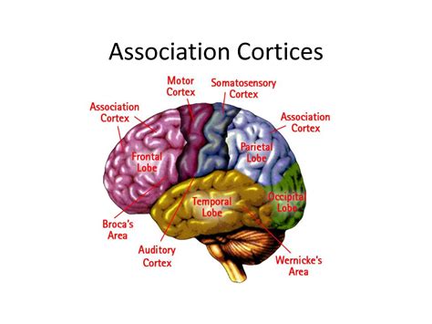 Bio Geo Nerd Brain Anatomy And Functions