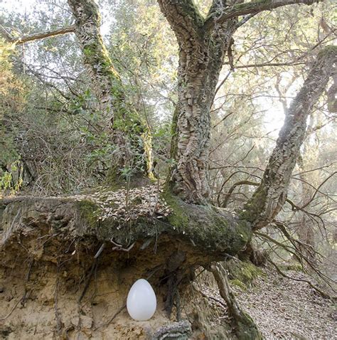Tree Pod Burial How It Works In 2023 Costs Locations 58 Off