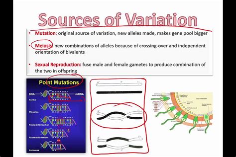 Genetic Variation Definition Examples And Sources Genetic Variation
