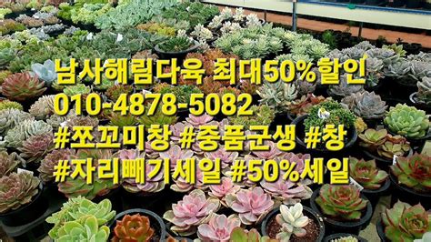 남사해림다육 최대50할인010 4878 5082 쪼꼬미창 중품군생 창 자리빼기세일 50세일 Youtube