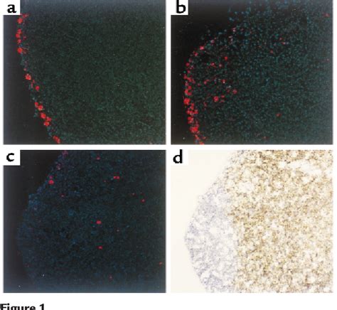 Figure 1 From Lymph Node Trafficking And Antigen Presentation By Endobronchial Eosinophils