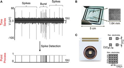 Mea And Extracellular Signals A The Activity Of A Cortical Neural