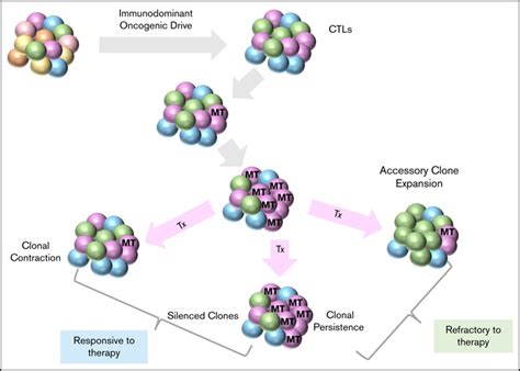 Subclonal Stat3 Mutations Solidify Clonal Dominance Abstract