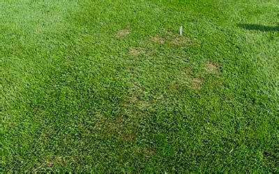 Pythium Blight MU Extension