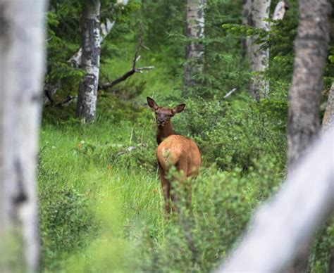 Premium Photo Sheep In A Forest