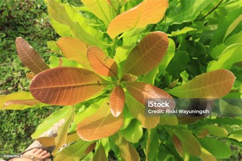 Daun Muda Anacardium Occidentale Atau Dikenal Sebagai Pucuk Gajus Di Kalangan Orang Malaysiadaun