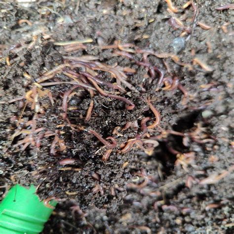 Zeroscraps Store Your Shop For Commercial Wheelie Bins