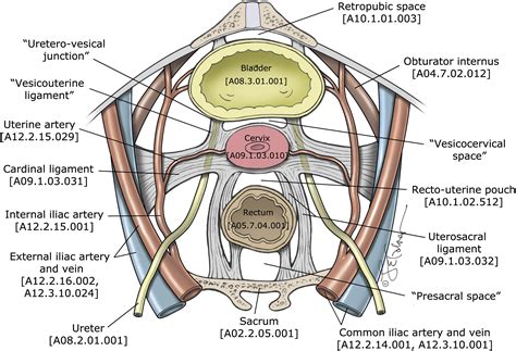 Uterus Anatomy