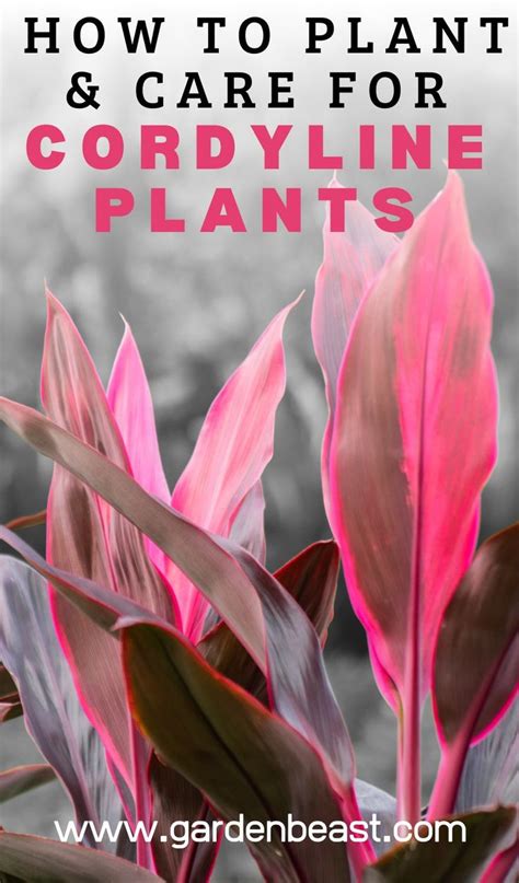 Cordyline Guide How To Plant And Care For Cordyline Australis Plant