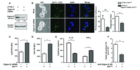 Disruption Of Sialic Acid Siglec E Interaction By Siglec E Sirna