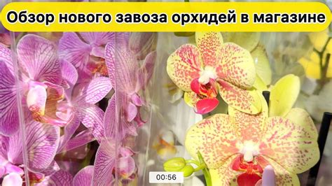 Обзор завоза орхидей в магазине Материк Минск - YouTube
