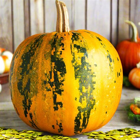 Tomorrowseeds Kakai Hulless Pumpkin Seeds 20 Count For 2025 Planting Hulless