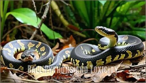 Are Ball Pythons Poisonous Safety Facts Every Owner Should Know