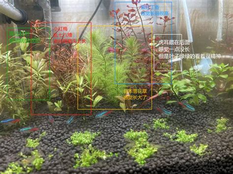 新手入坑3周求大神们指点指点 泡泡水族