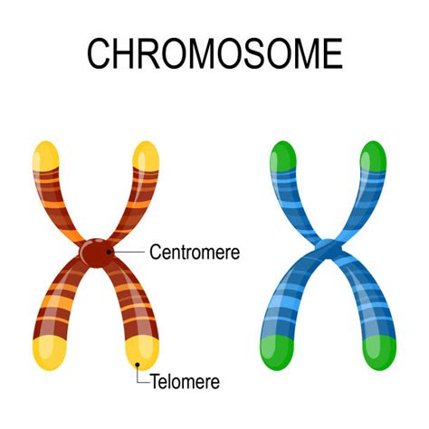 Telomere Illustrations Royalty Free Vector Graphics And Clip Art Istock