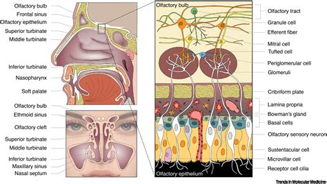 Olfactory Cells Diagram