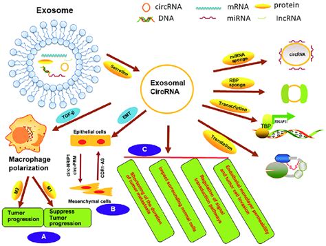 Schematic Representation Of Exosomal Circrna Biological Functions A