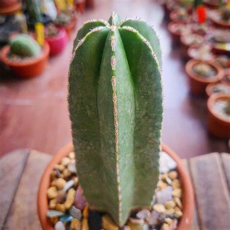 Top 10 Best Cactus Varieties Without Spines With Care Tips