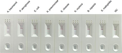 Development And Evaluation Of A Rapid And Sensitive Multienzyme Isothermal Rapid Amplification